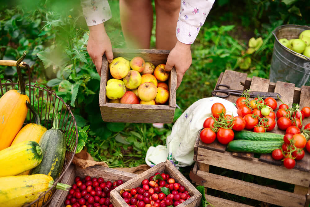 Huertos De Frutas Y Verduras El Club De Los Huertos Caseros | Domingo